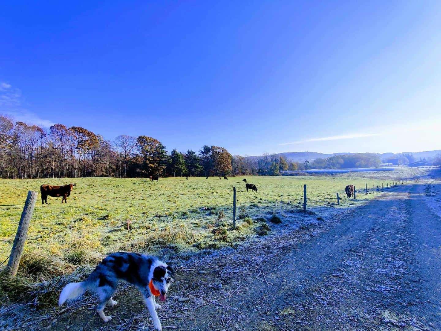 What's new in the farm store?: Organic Grass Fed Beef! - Souder Station ...